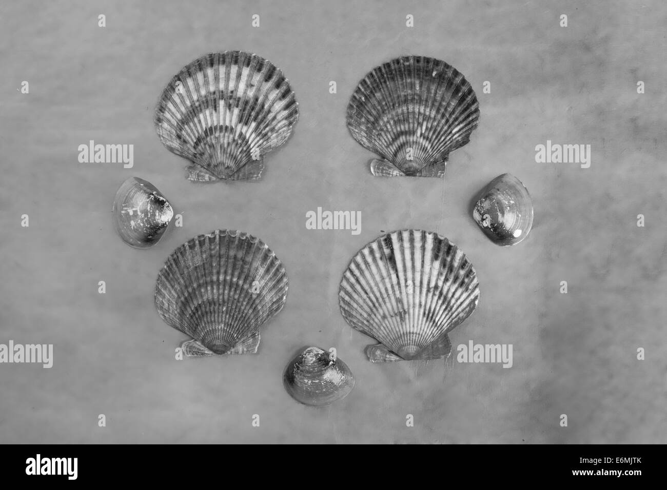 Fan Shaped Shells High Resolution Stock Photography and Images - Alamy