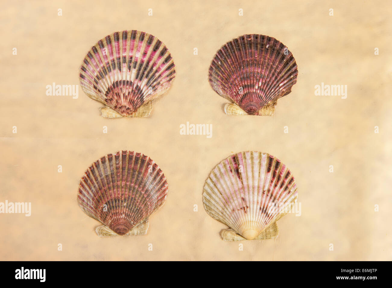 Fan shaped shells hi-res stock photography and images - Alamy