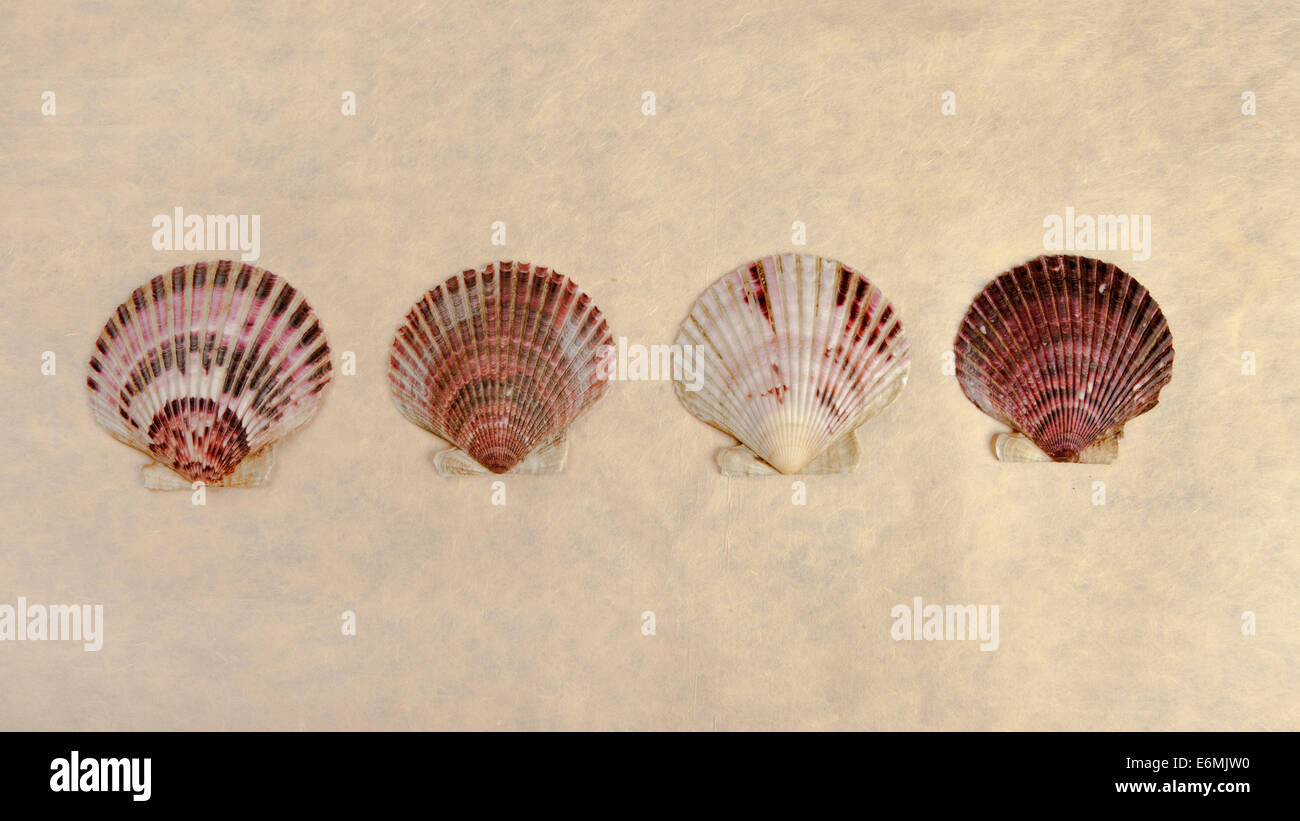 Fan shaped shells hi-res stock photography and images - Alamy