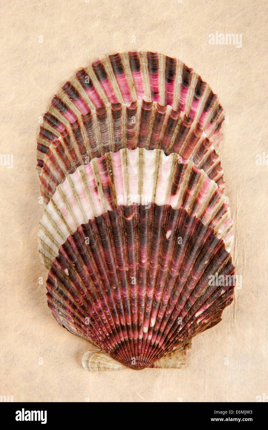 Fan shaped shells hi-res stock photography and images - Alamy