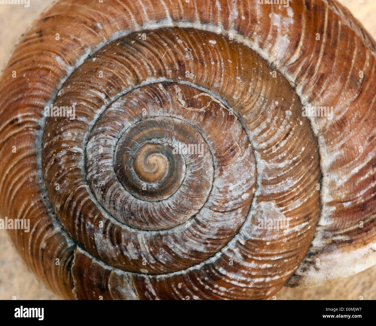 Close up of snail shell Stock Photo - Alamy