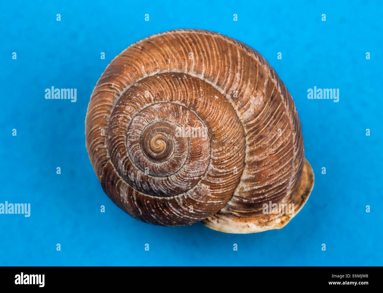 Stripey snail hi-res stock photography and images - Alamy