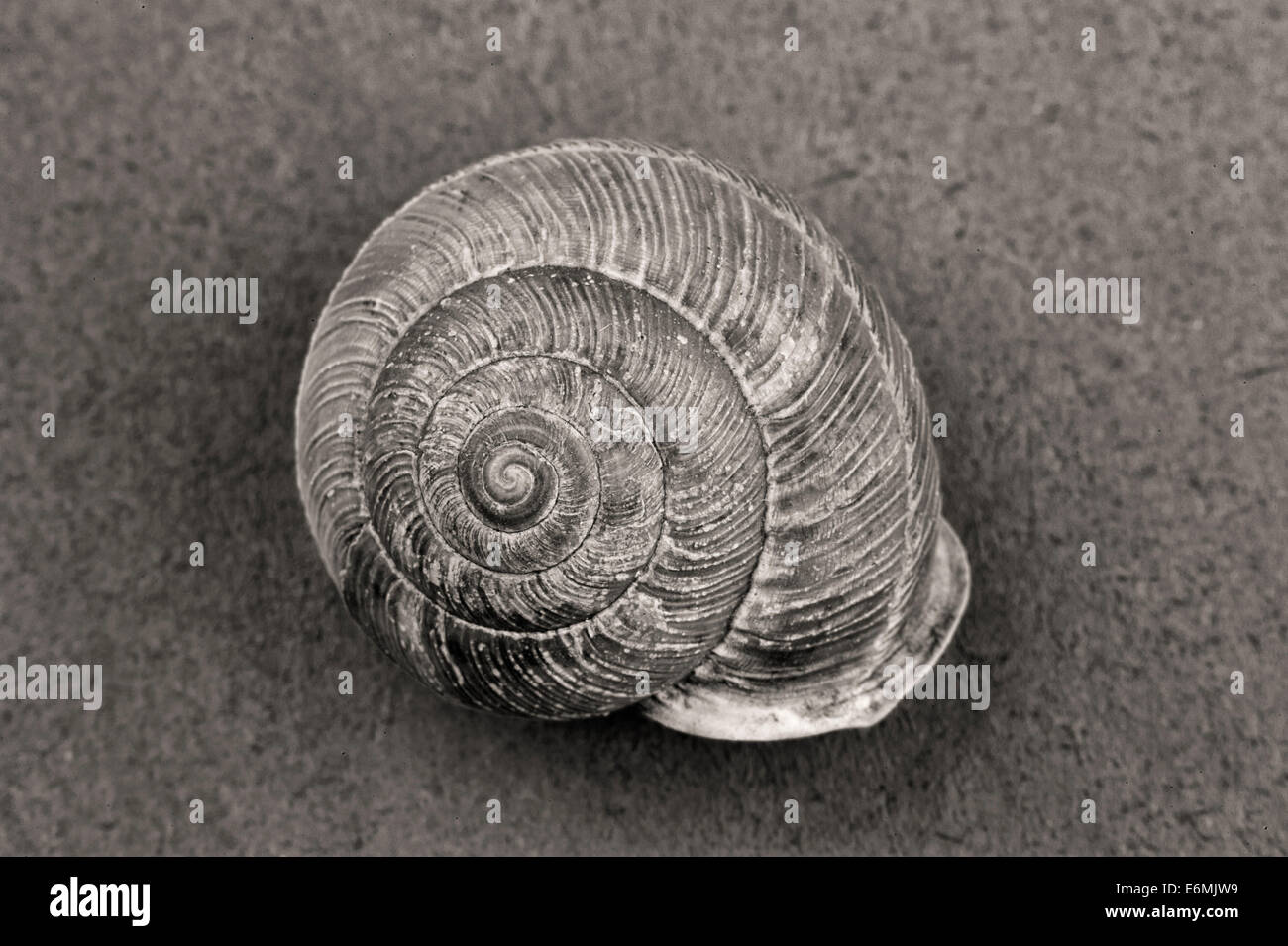 Stripey snail hi-res stock photography and images - Alamy