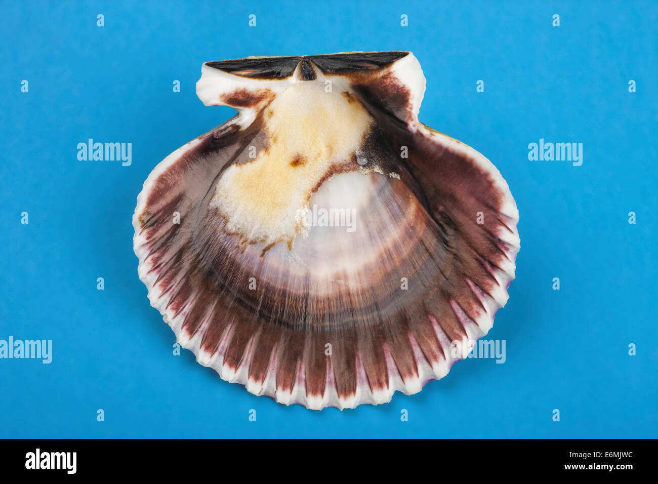 Fan Shaped Shell High Resolution Stock Photography and Images - Alamy