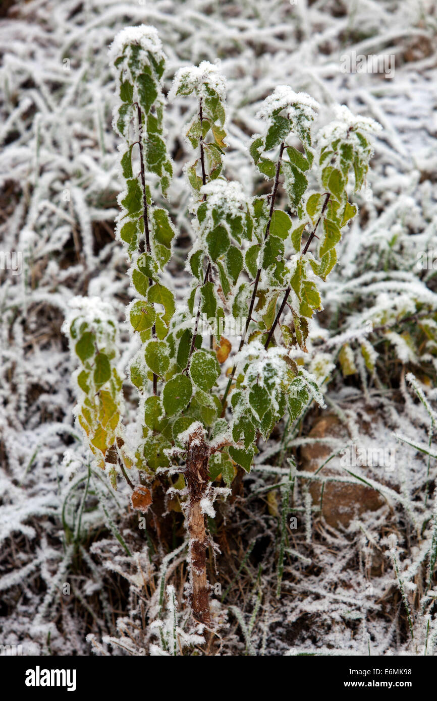 Hoarfrost hi-res stock photography and images - Alamy