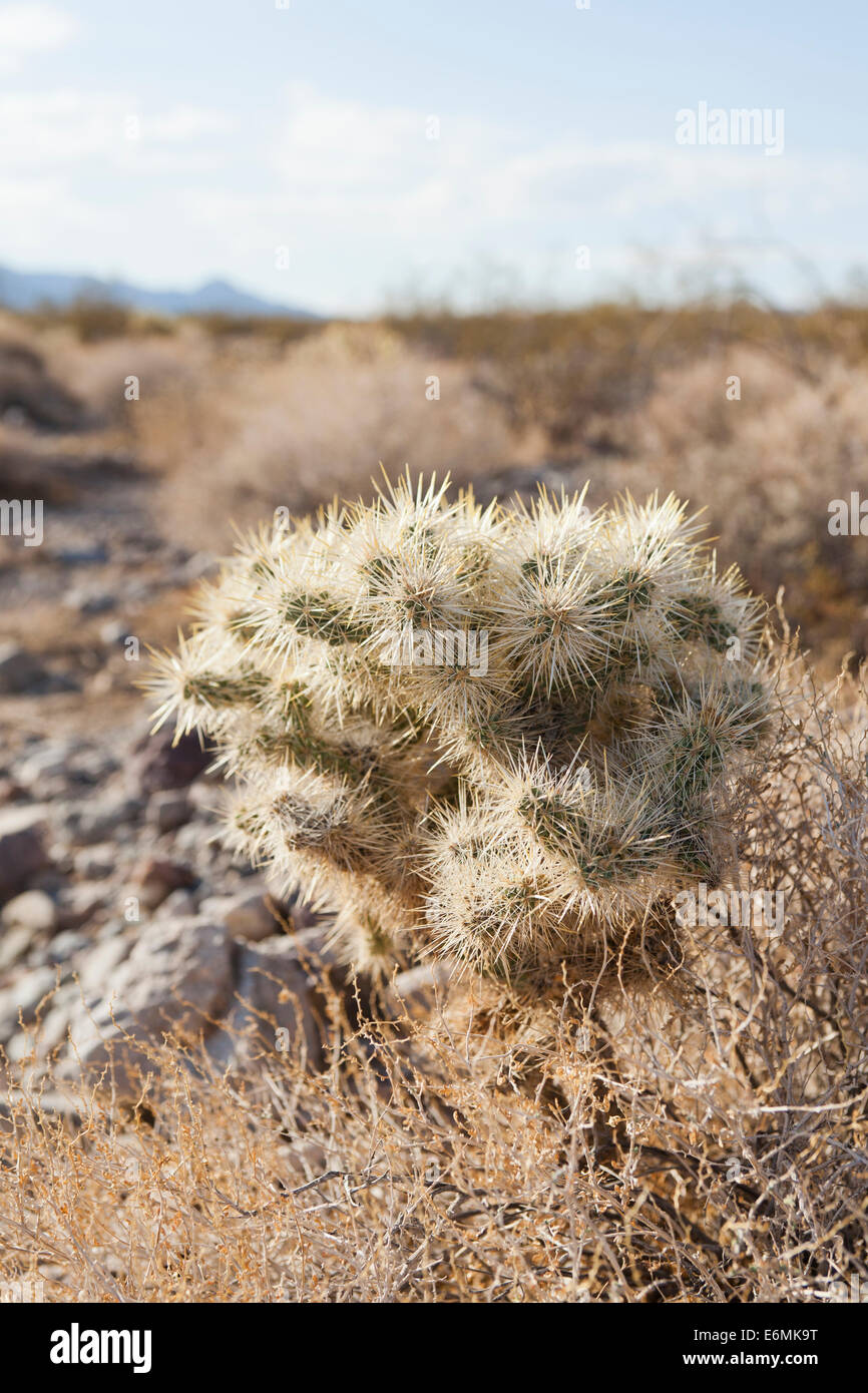 Jumping cholla cactus hi-res stock photography and images - Alamy