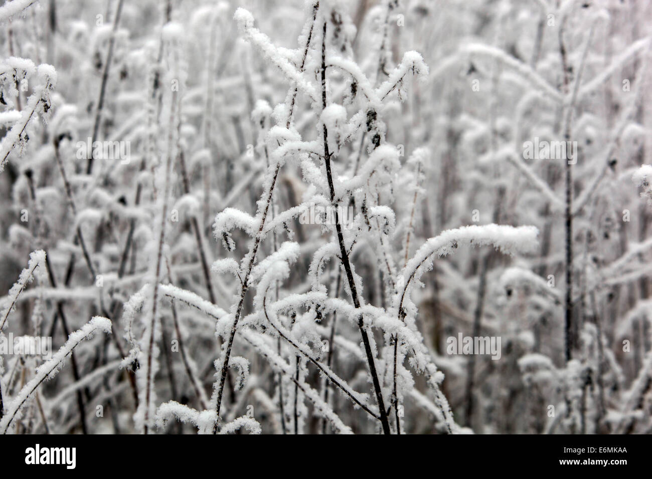 Hoarfrost hi-res stock photography and images - Alamy