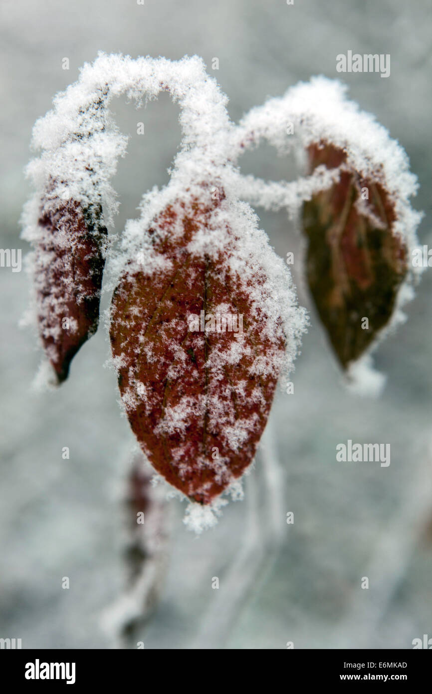 Hoarfrost hi-res stock photography and images - Alamy