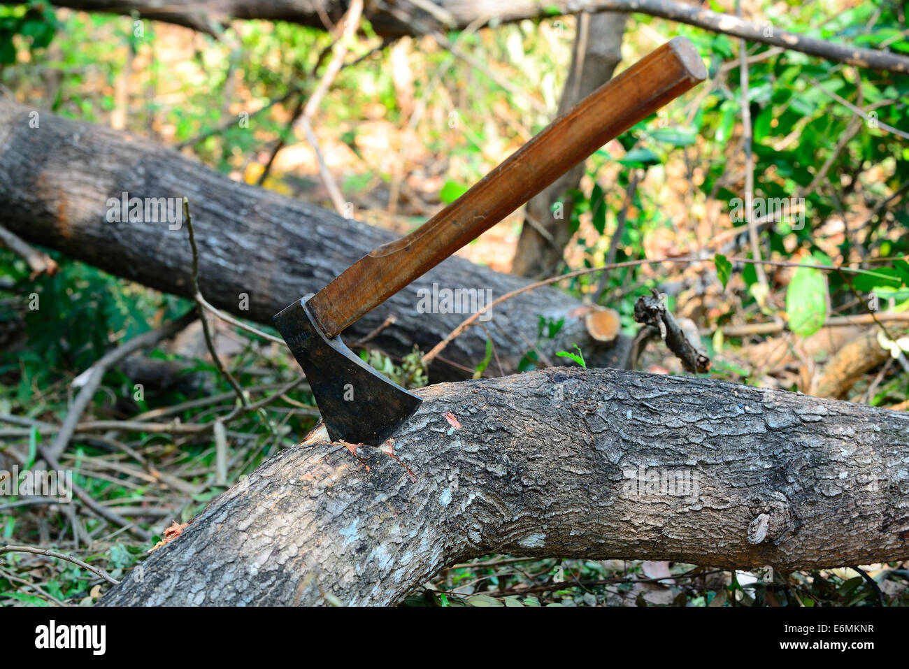 Axe cutting wood in the forest Stock Photo - Alamy