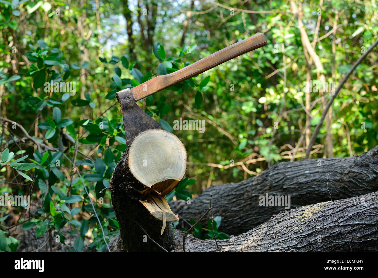 Axe cutting wood in the forest Stock Photo - Alamy