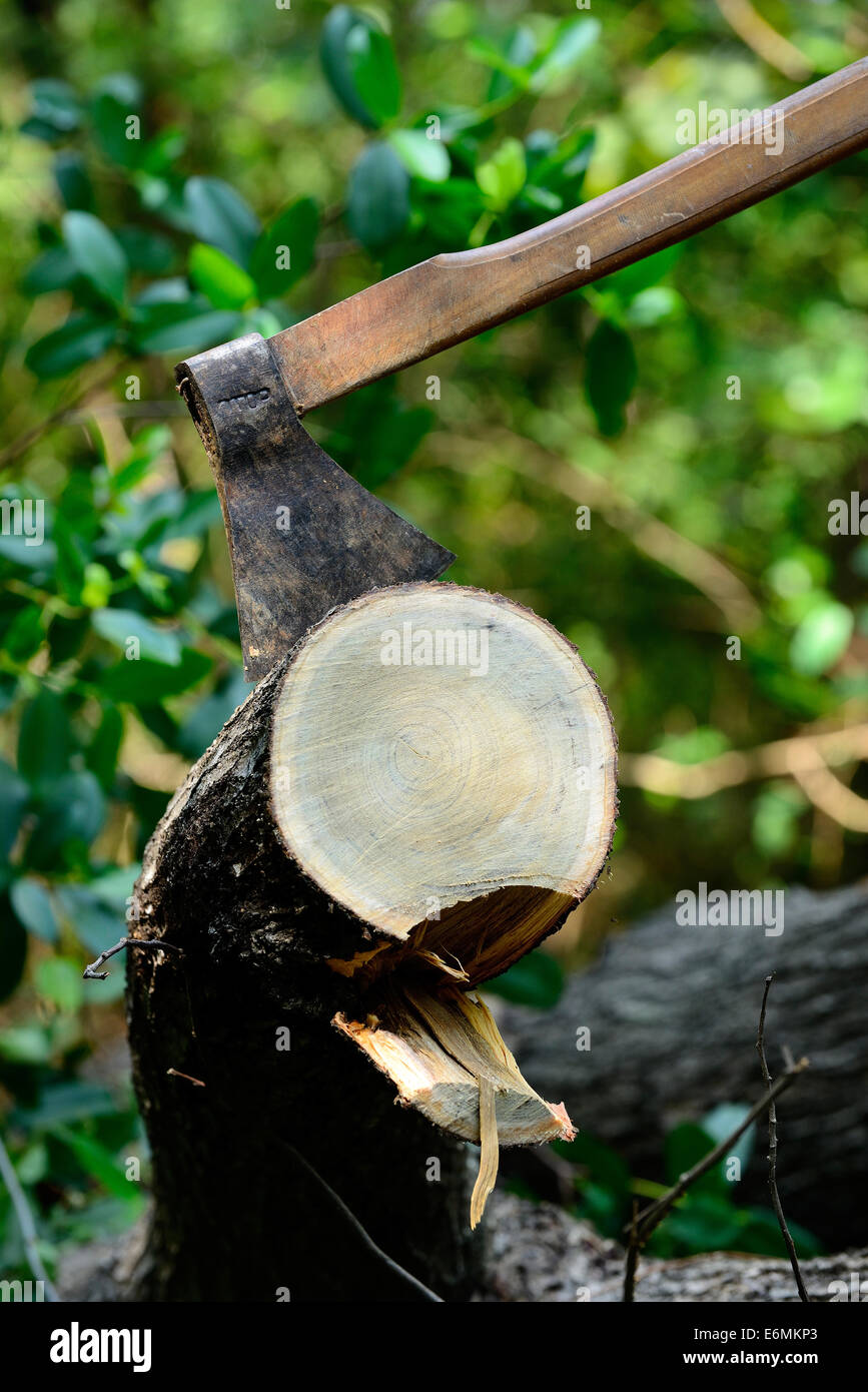 Axe cutting wood in the forest Stock Photo - Alamy
