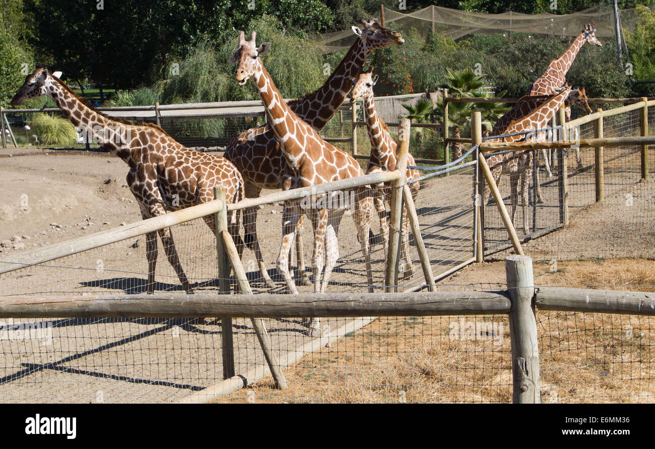 Safari west santa rosa hi-res stock photography and images - Alamy