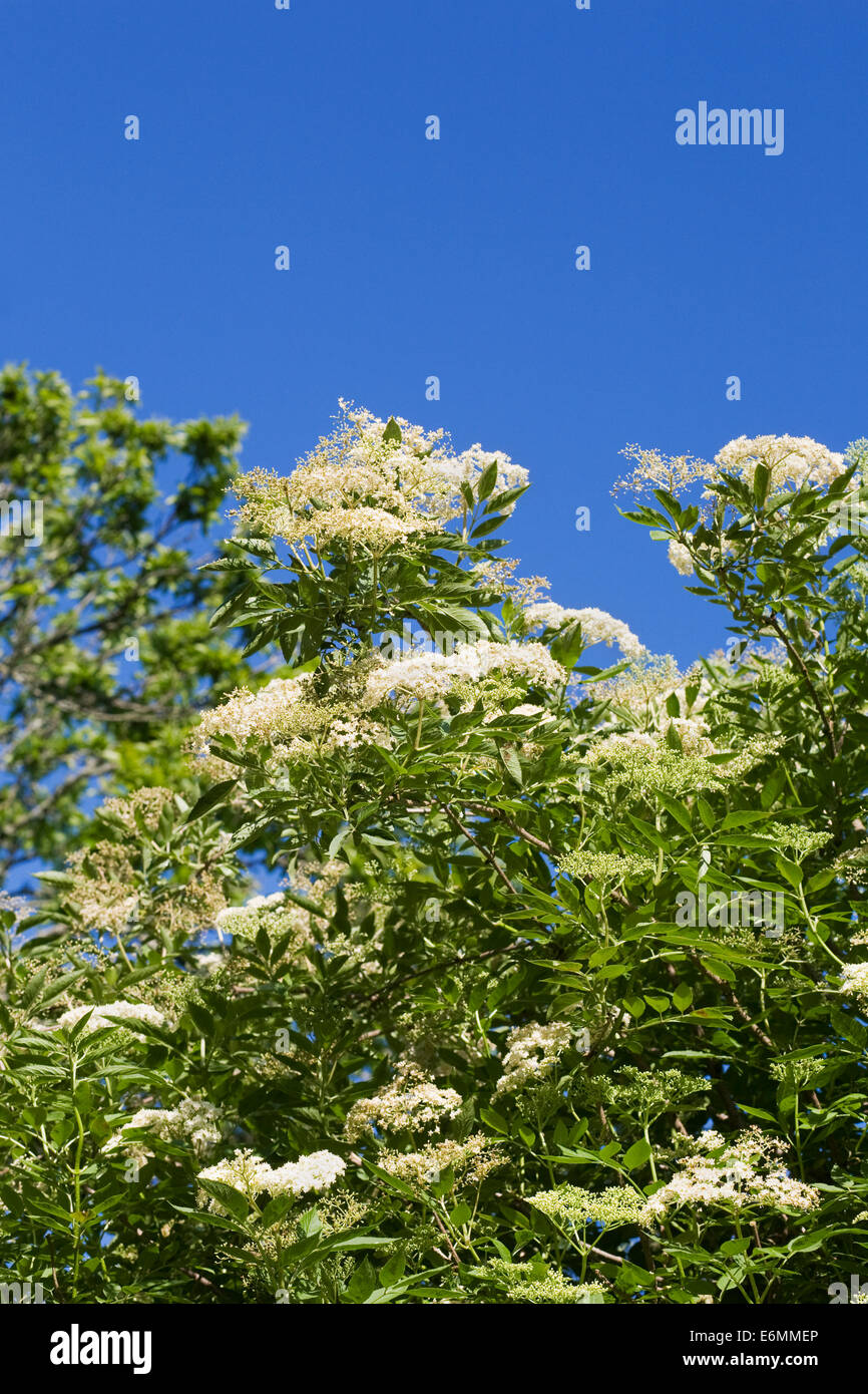 Sambucus tree hi-res stock photography and images - Alamy