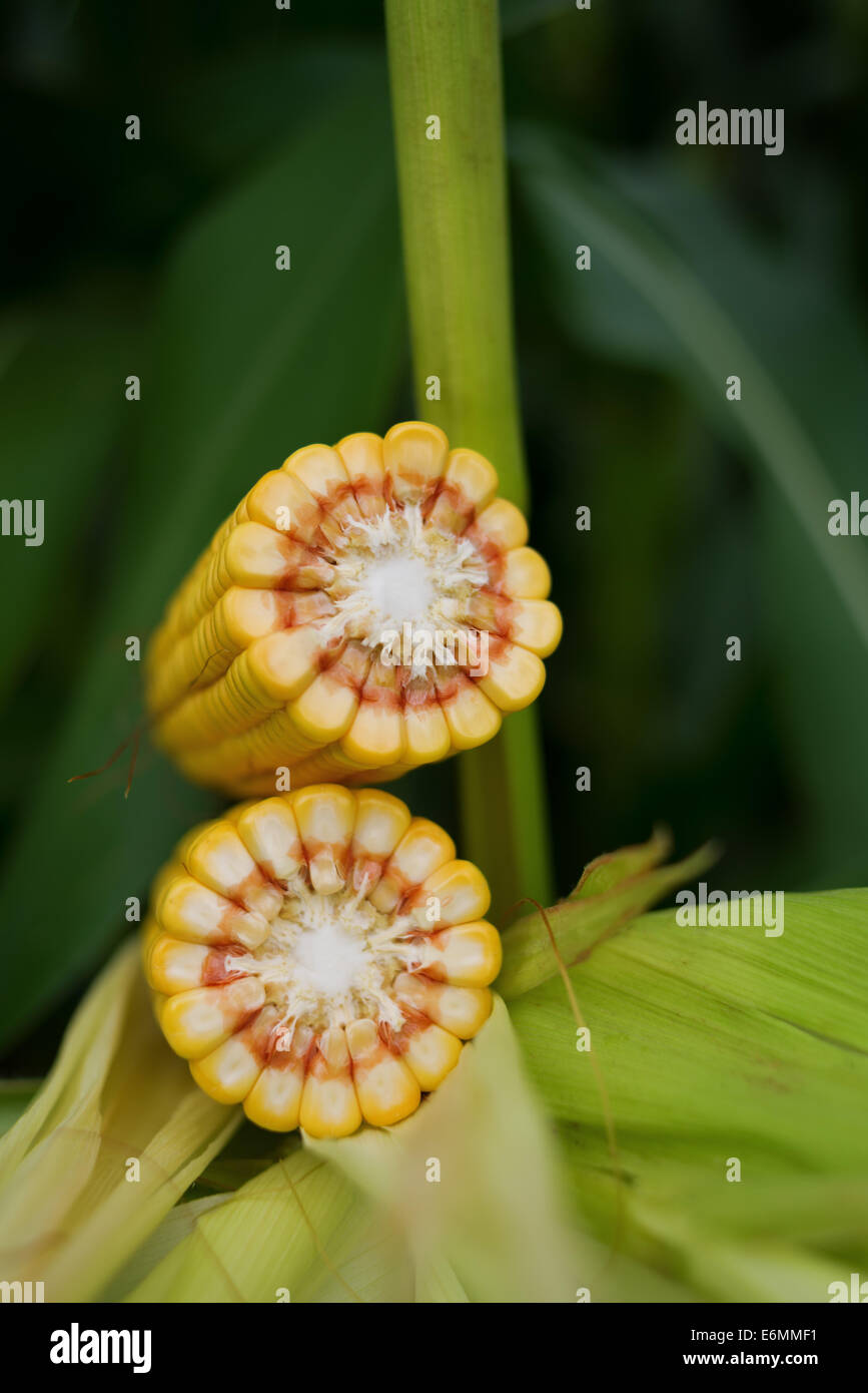 Maiz on the cob hi-res stock photography and images - Alamy