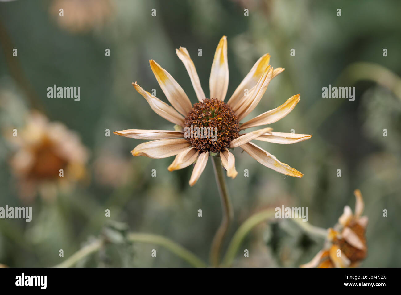 Dried daisy. Closeup Stock Photo - Alamy