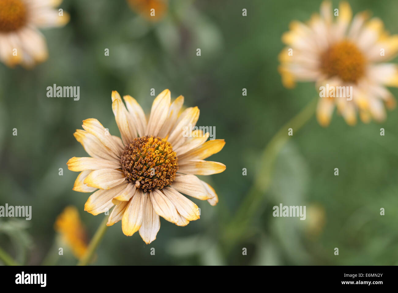 Dried daisy. Closeup Stock Photo - Alamy