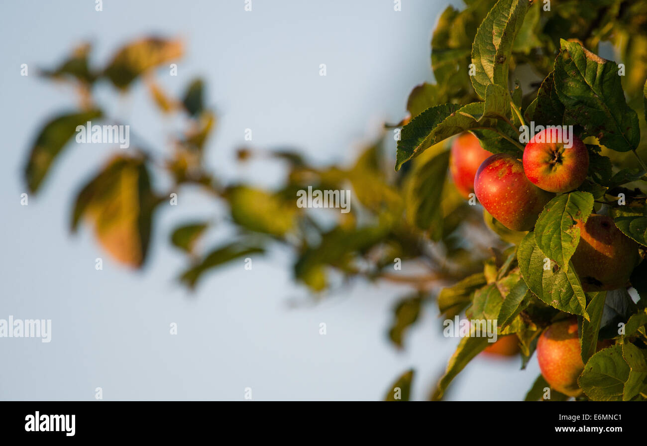 Sehnde, Germany. 20th Aug, 2014. Apples hang on a tree in Sehnde ...