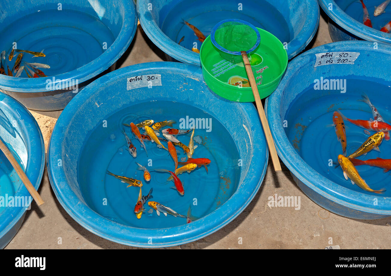 Ornamental fish hi-res stock photography and images - Alamy