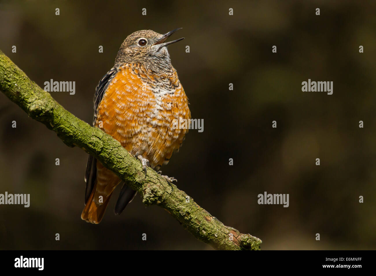 Common Rock Thrush (Monticola saxatilis), captive, Innsbruck Alpine Zoo ...