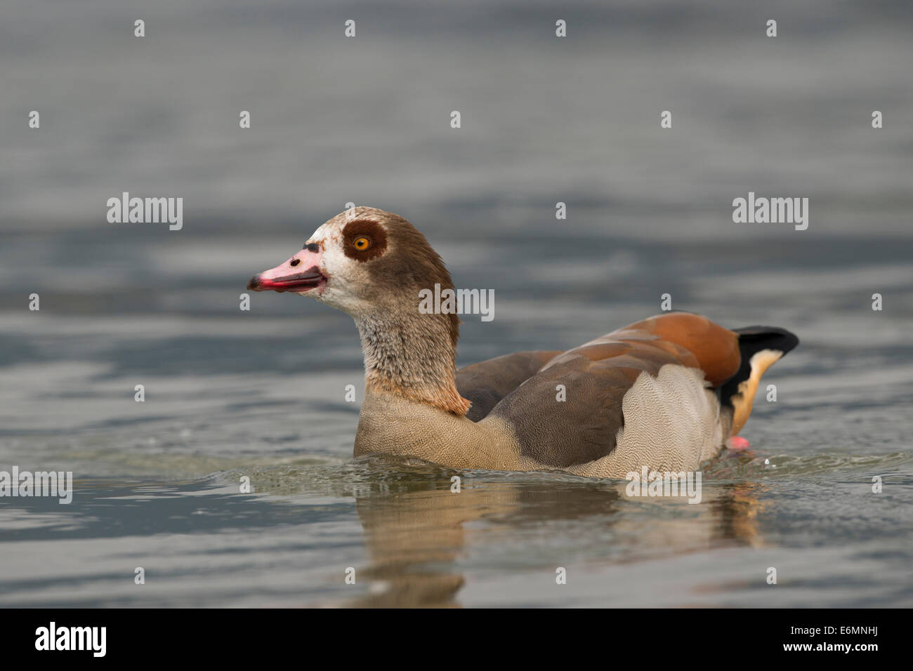 Egyptian Goose (Alopochen aegyptiacus), Rhineland-Palatinate, Germany ...