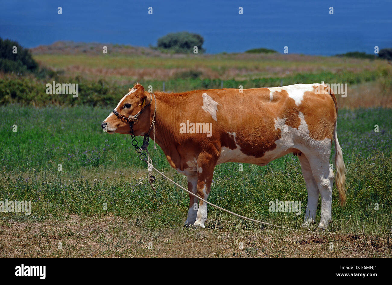 Tied cow hi-res stock photography and images - Alamy