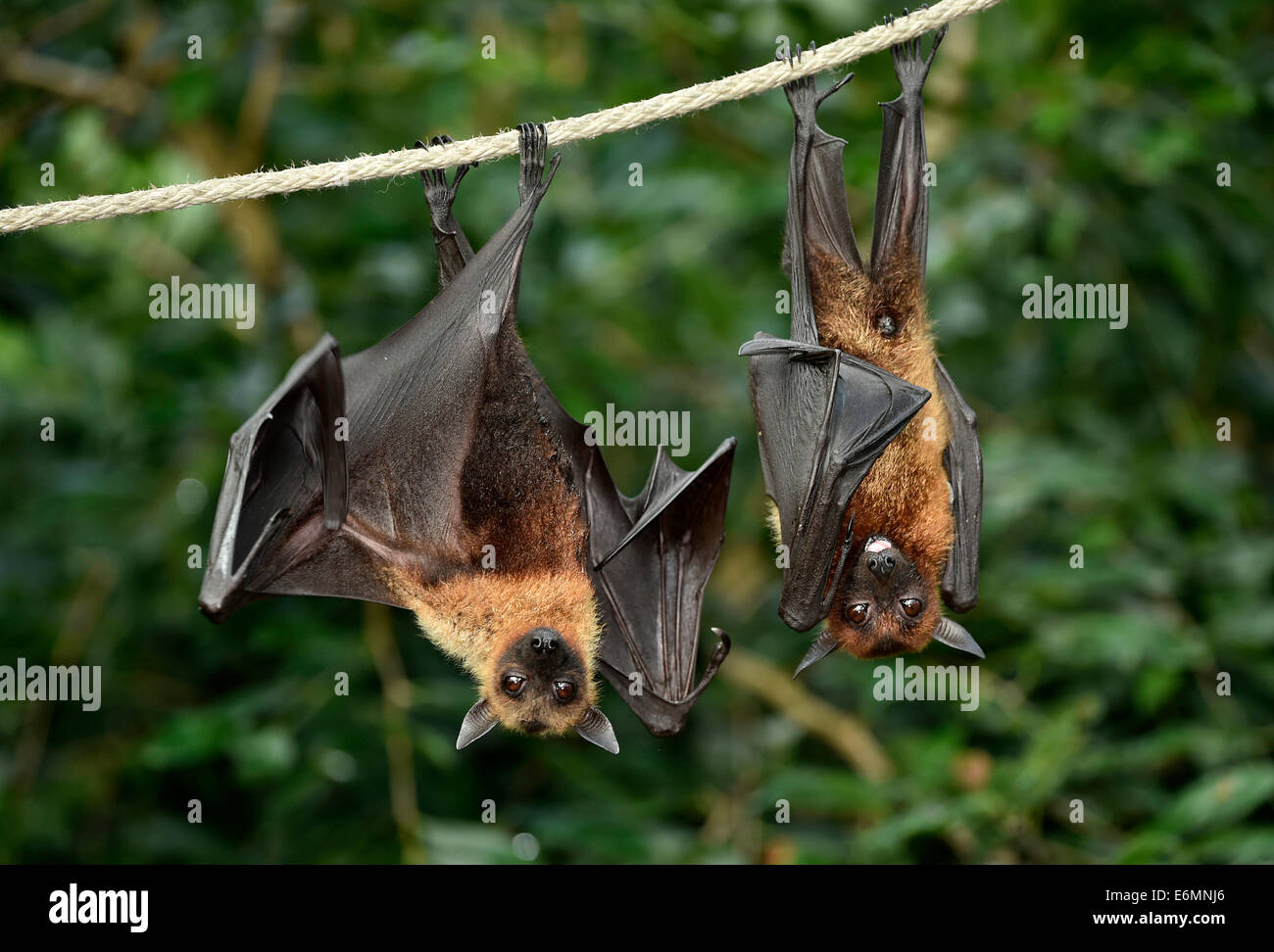 Two flying foxes (Pteropus sp.), native to Southeast Asia, captive ...