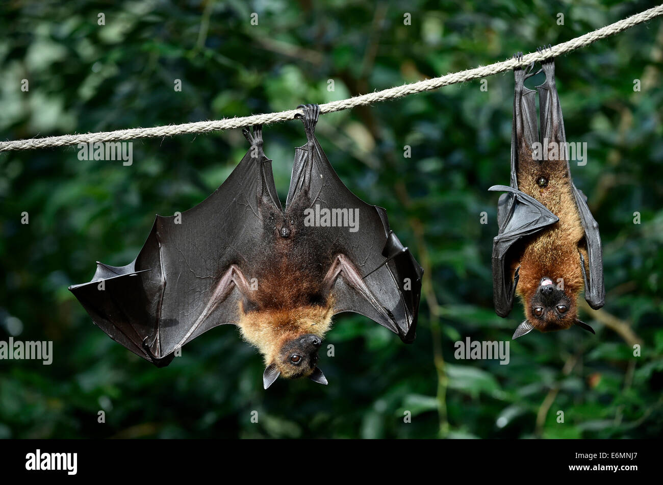 Flying foxes hi-res stock photography and images - Alamy
