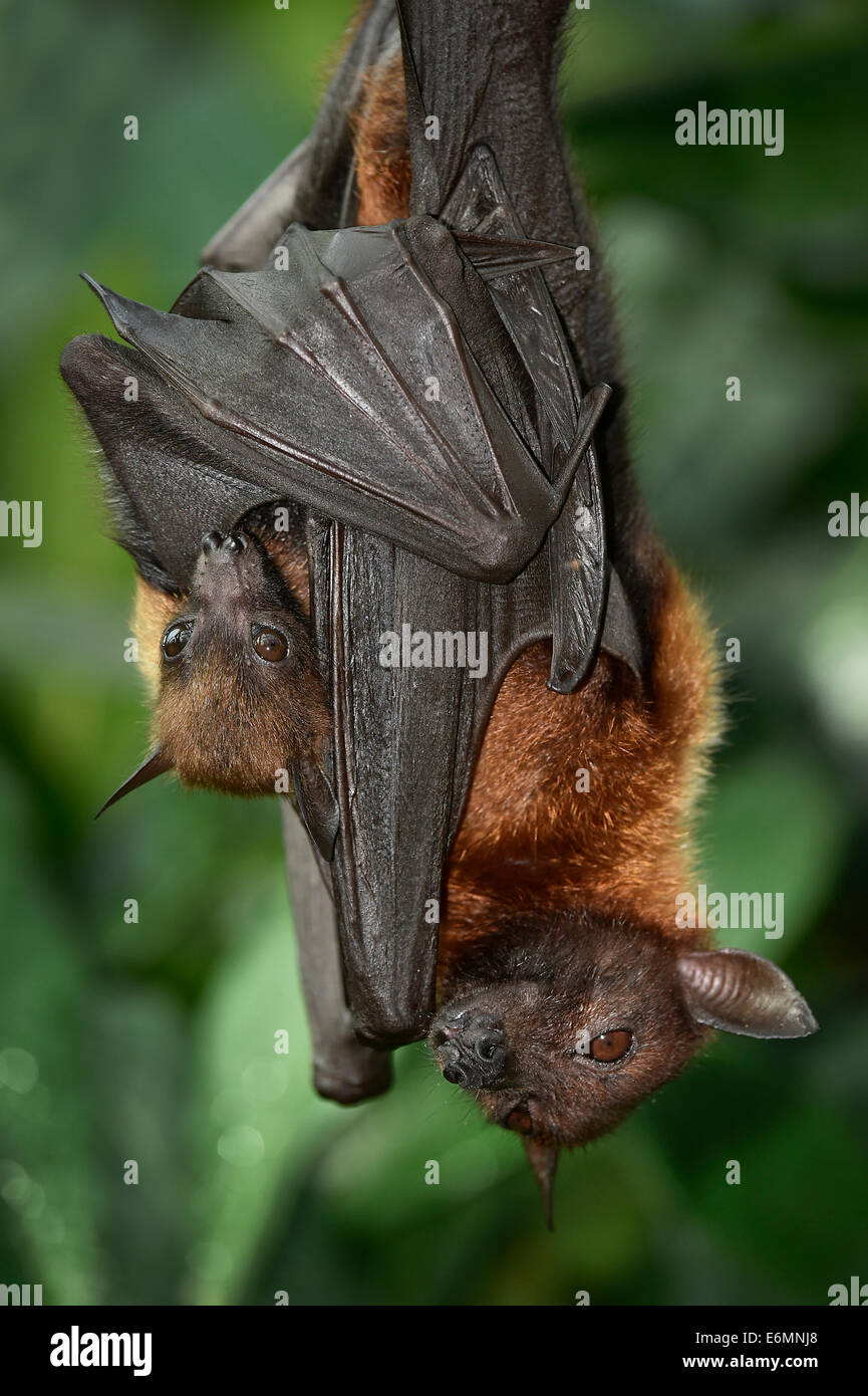 Grab southeast asia hi-res stock photography and images - Alamy