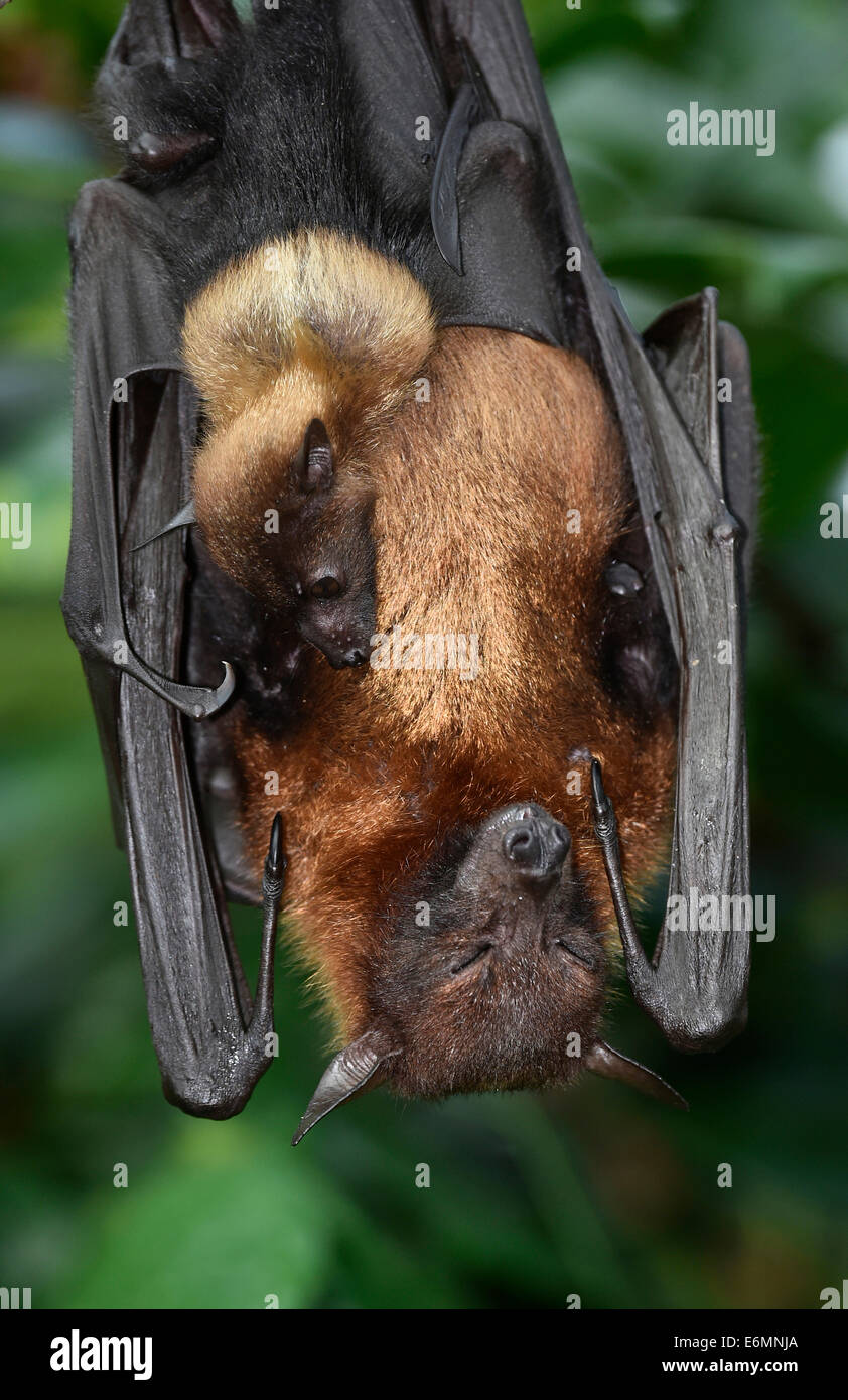 Flying fox hi-res stock photography and images - Alamy