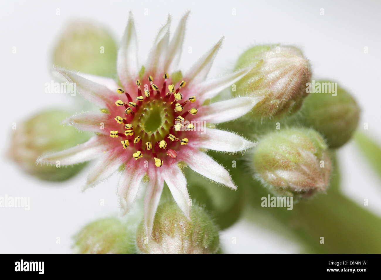 Houseleek flower hi-res stock photography and images - Alamy