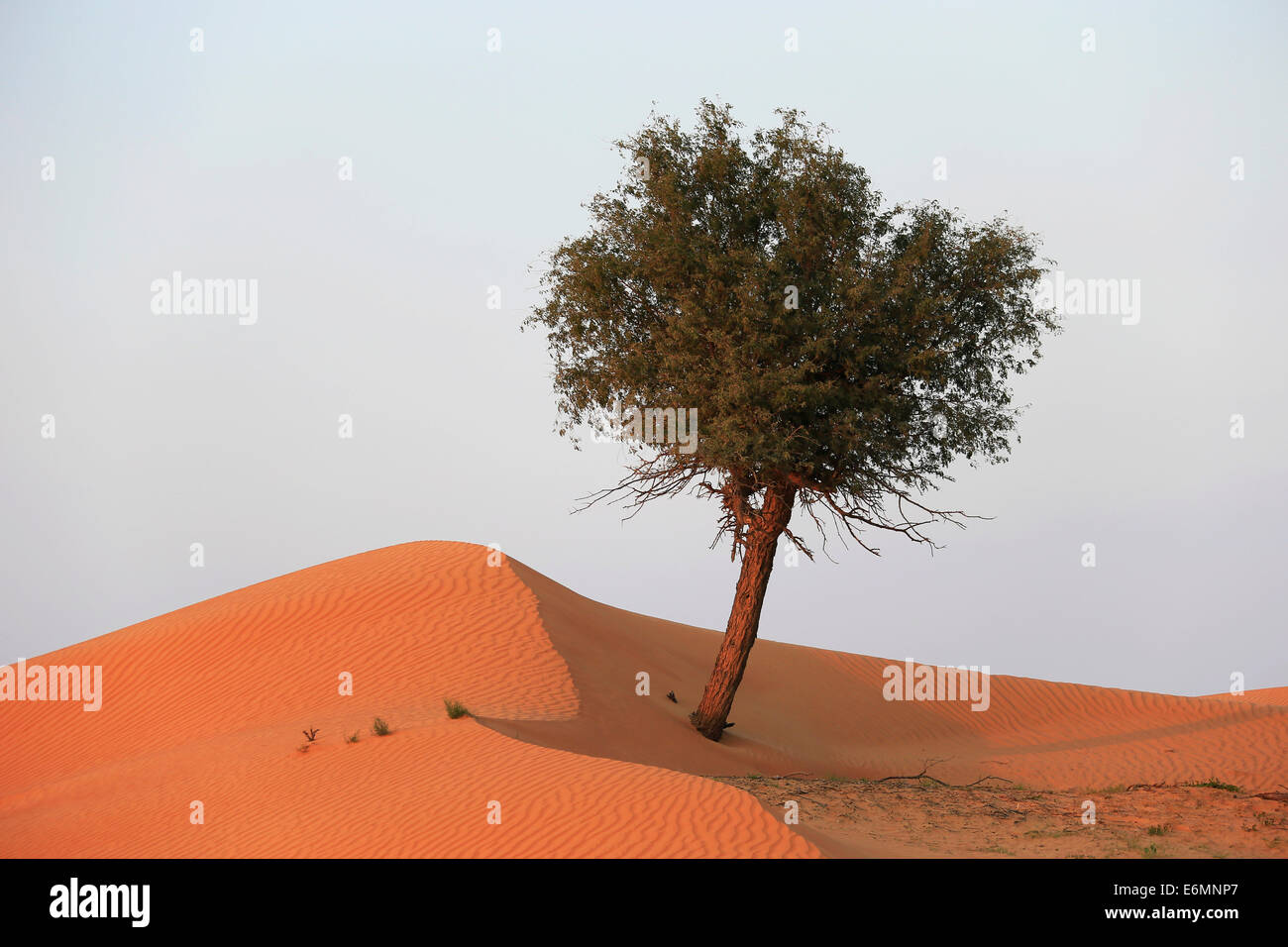 Tree in the Rub' al Khali desert, United Arab Emirates Stock Photo - Alamy