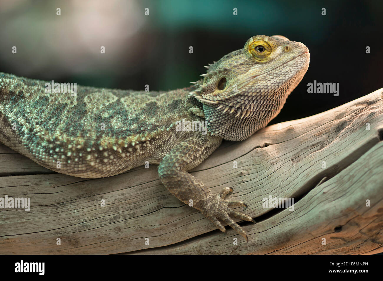Central Bearded Dragon (Pogona vitticeps) in a terrarium, captive Stock ...