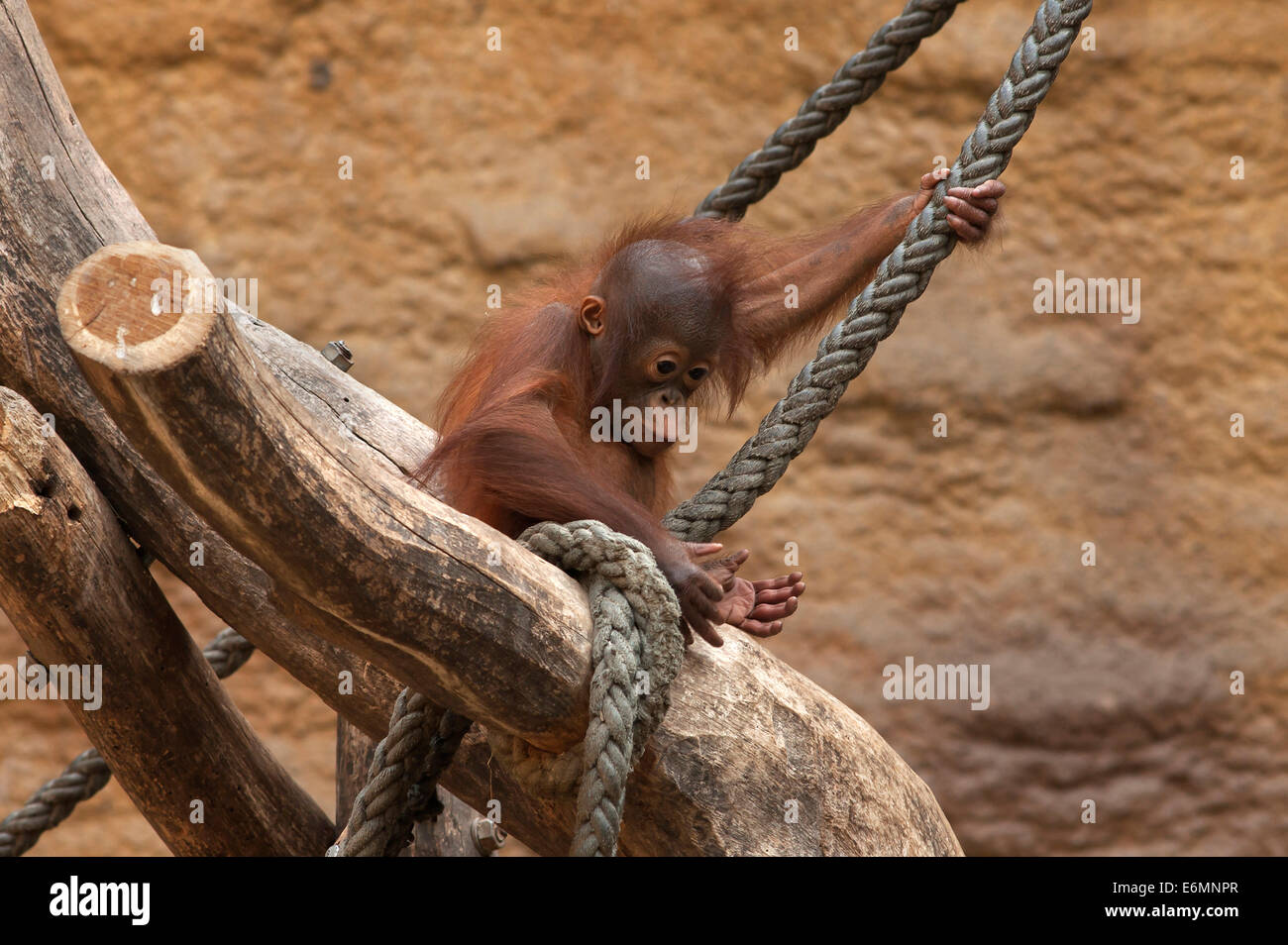 Orangutan (Pongo pygmaeus), infant climbing on a rope, captive, Germany ...