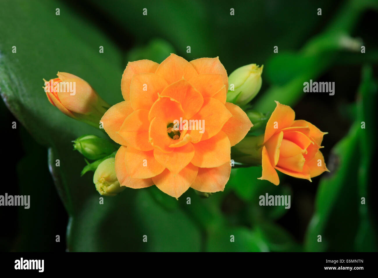 Kalanchoe or Flaming Katy (Kalanchoe blossfeldiana), houseplant ...