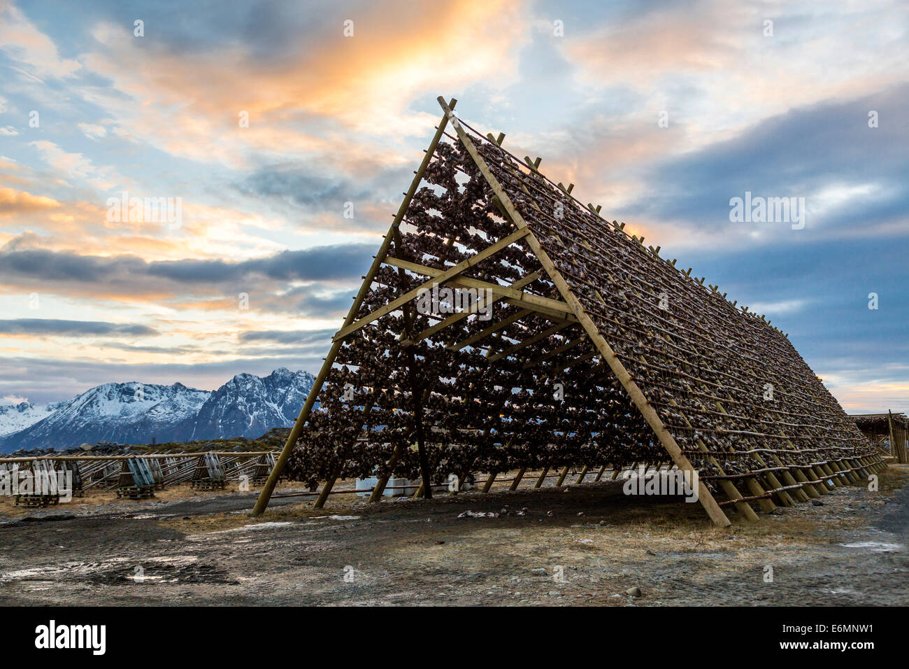 Cod stockfish on a drying rack, Laukvik, Austvågøy, Lofoten, Norway ...