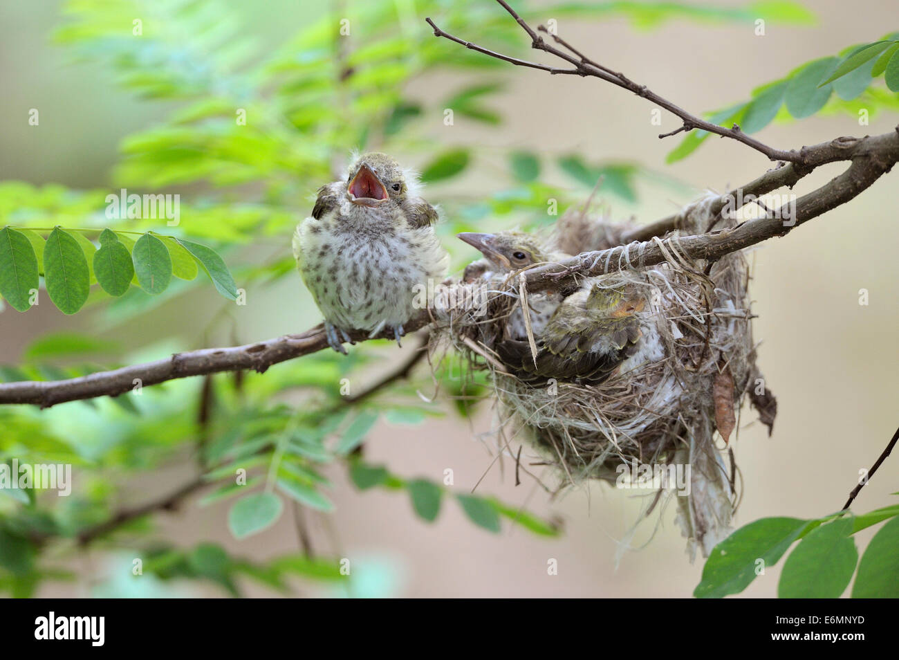 Precocial animal hi-res stock photography and images - Alamy