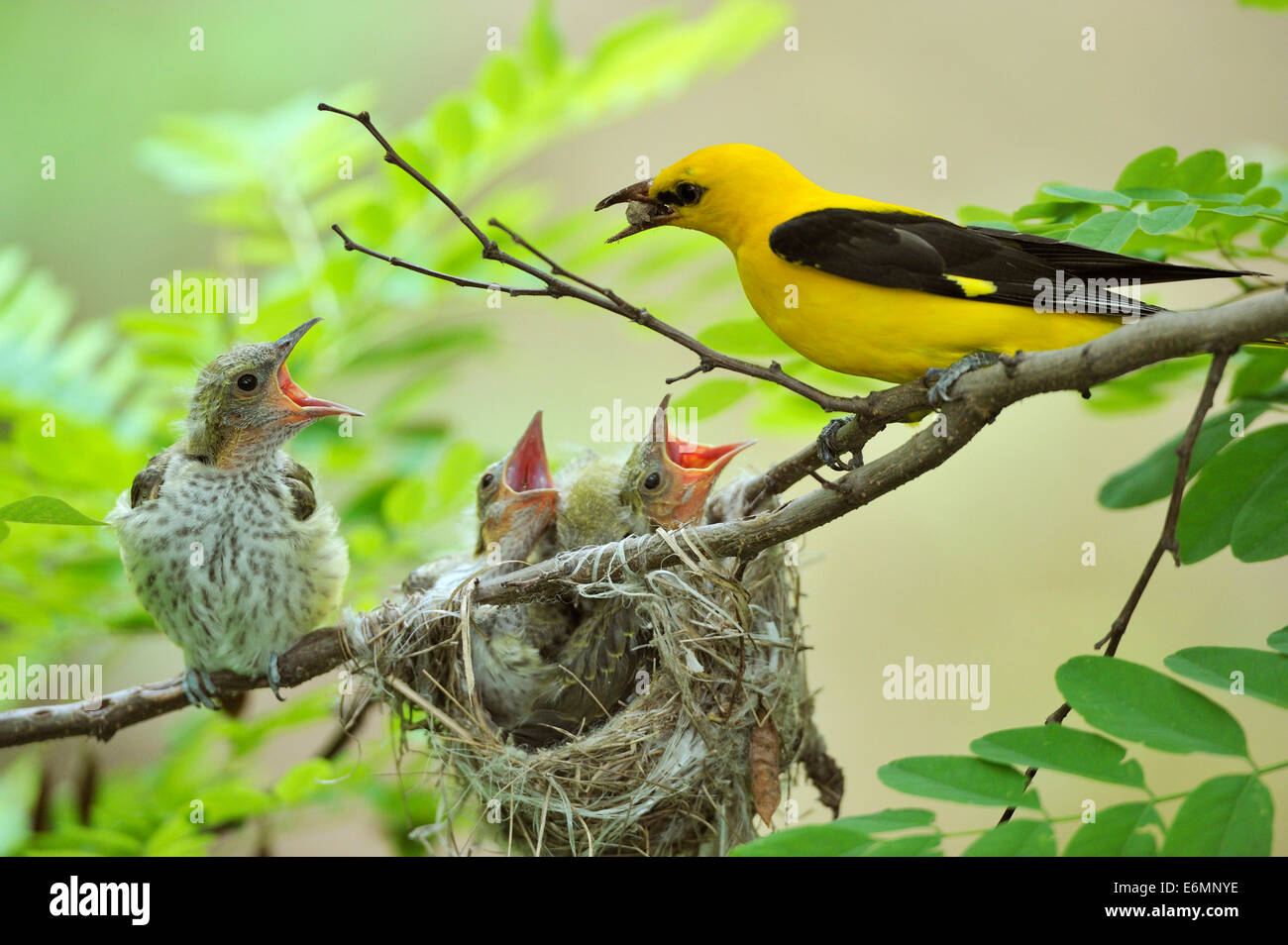 Begging young bird hi-res stock photography and images - Alamy
