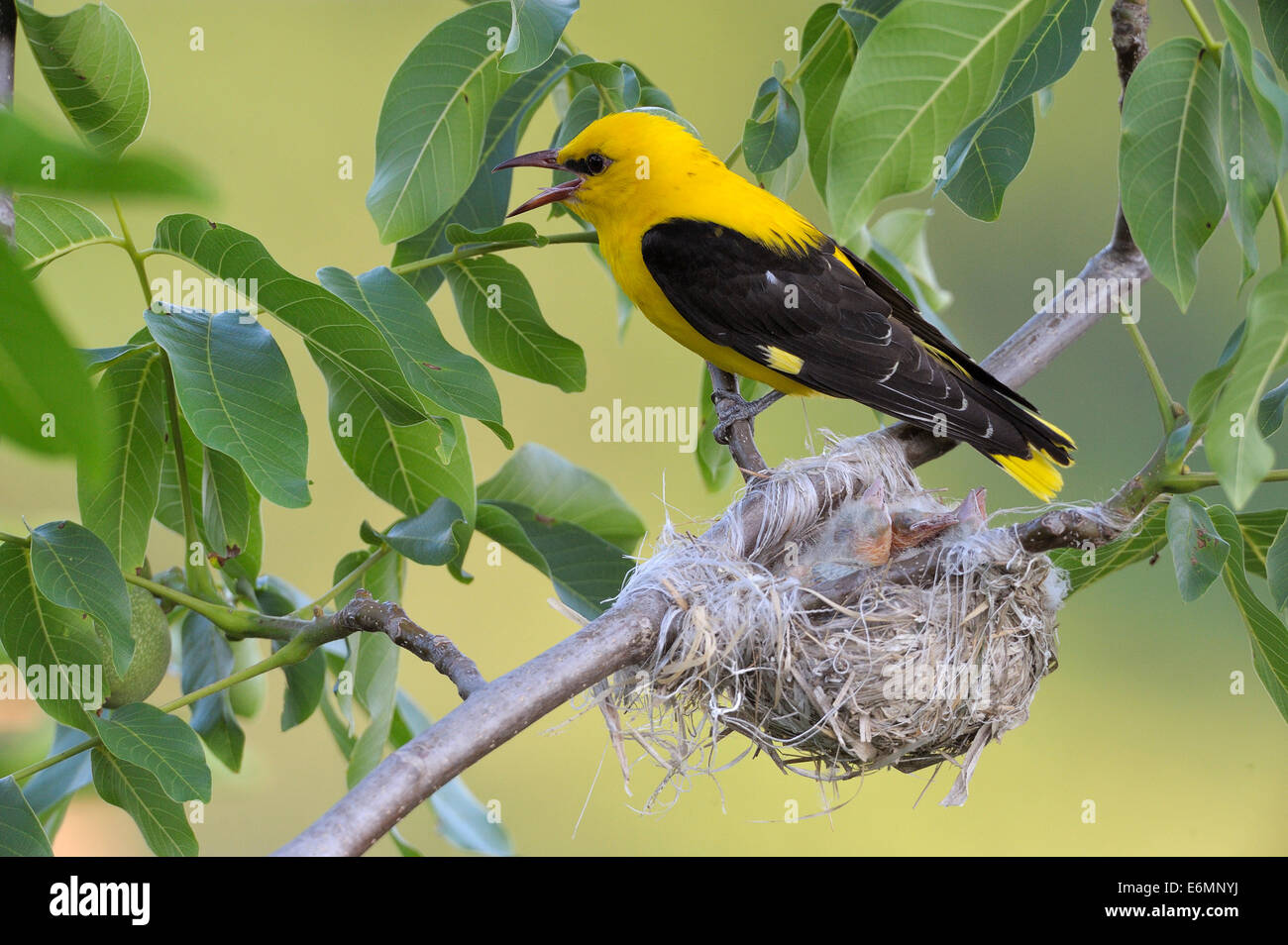 Golden Oriole (Oriolus oriolus), adult male, calling at the nest, in a ...