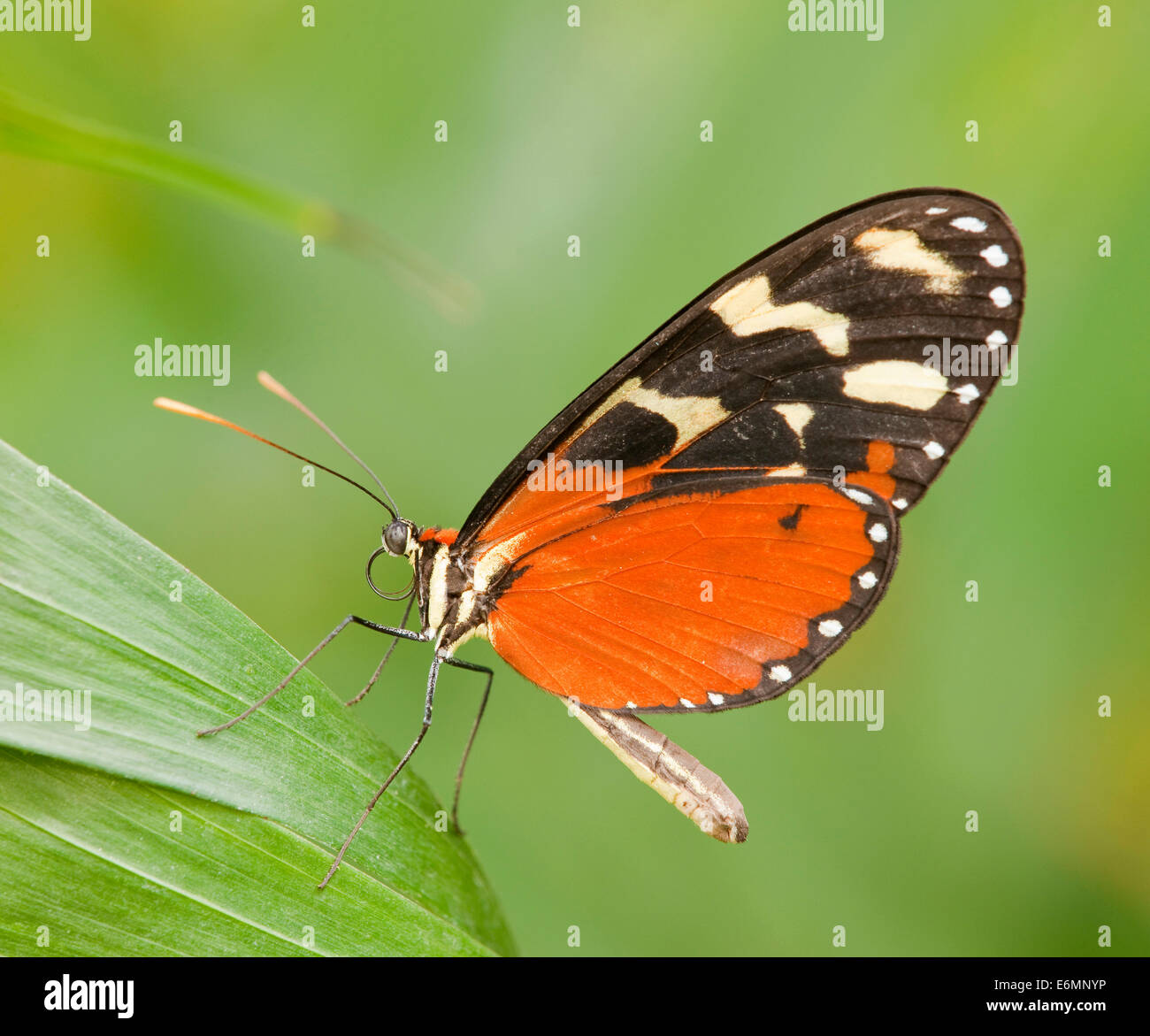 Ismenius Tiger or Tiger Heliconian (Heliconius ismenius), captive ...