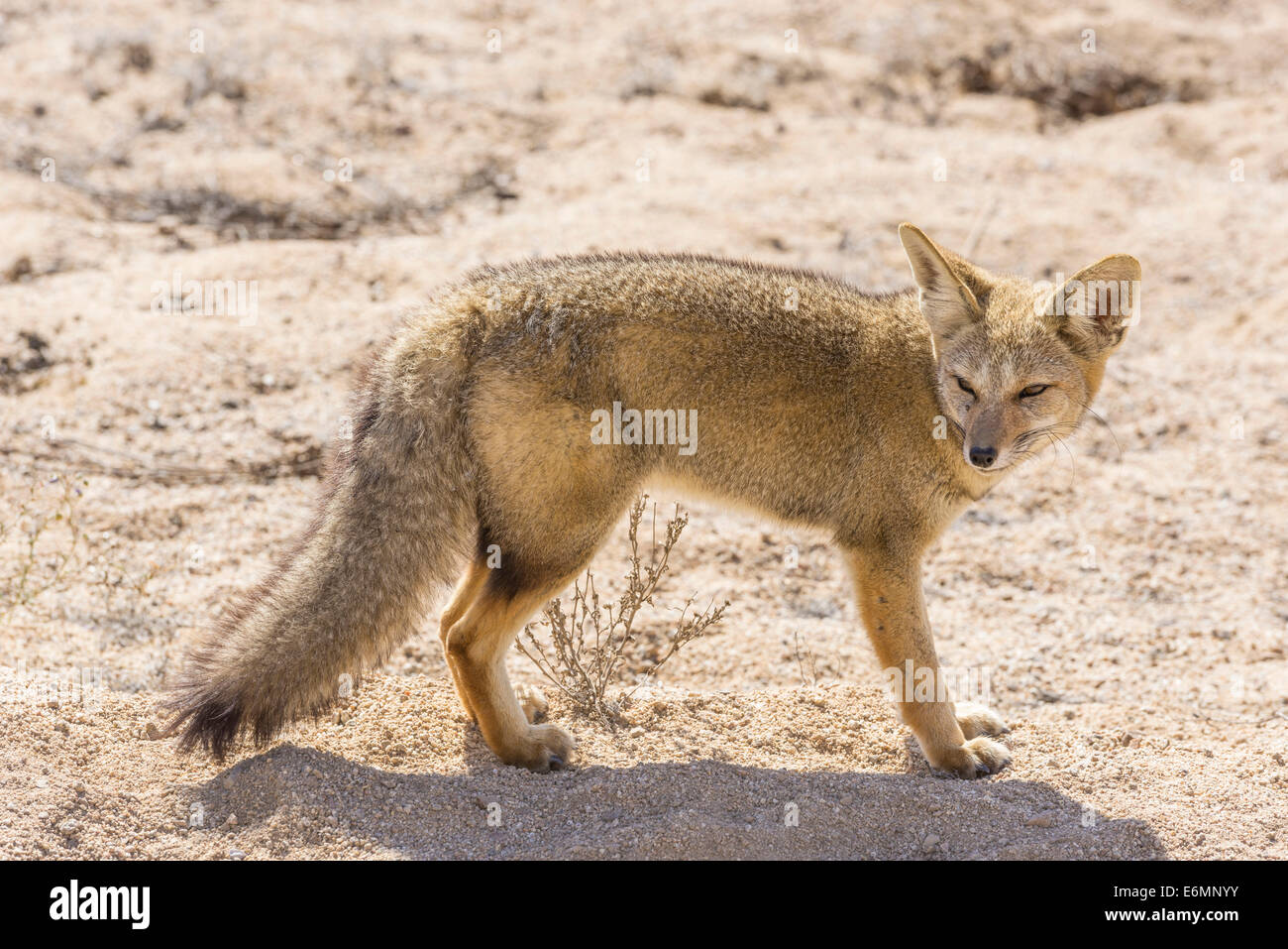 Andean Fox or Culpeo (Lycalopex culpaeus), Atacama Region, Chile Stock ...