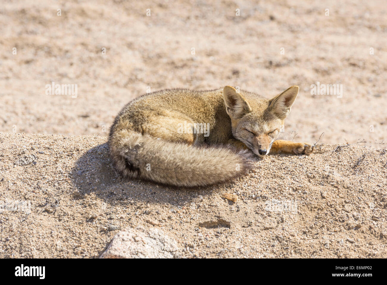 Andean Fox or Culpeo (Lycalopex culpaeus), Atacama Region, Chile Stock ...