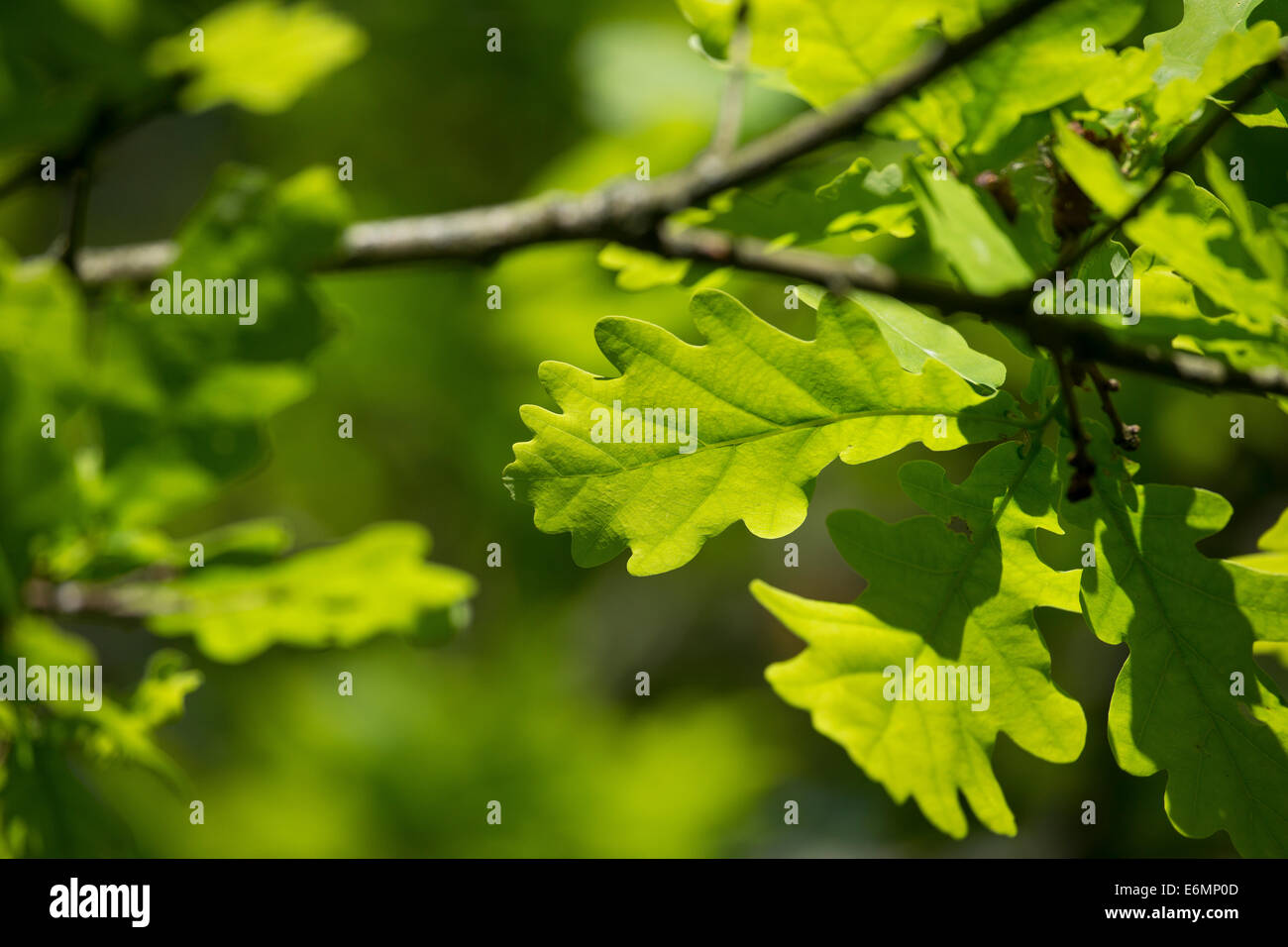Deutsche eiche hi-res stock photography and images - Alamy