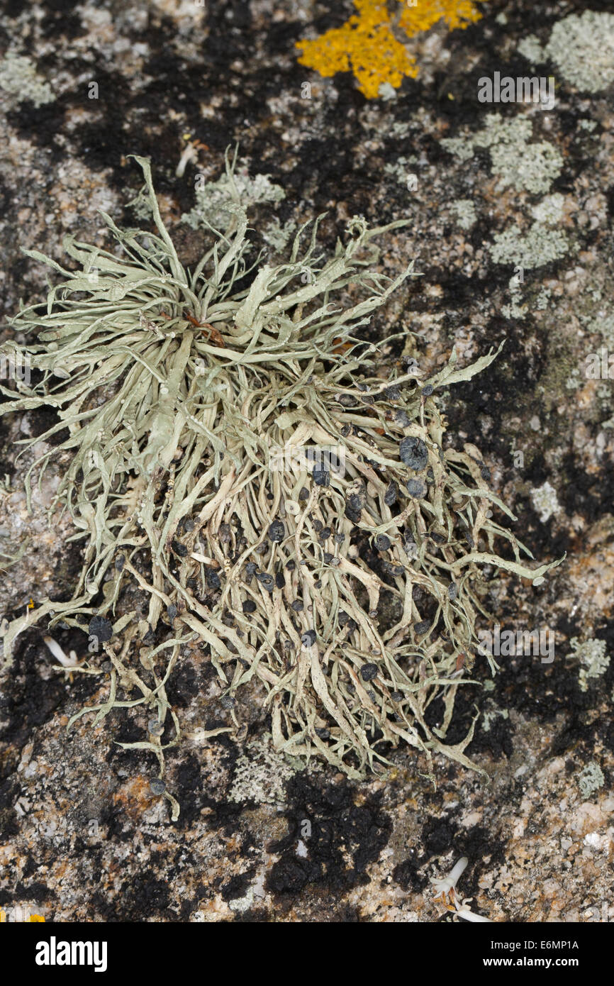 Sea Ivory Lichen on rocks and stone walls on coastland, Grüngraue ...