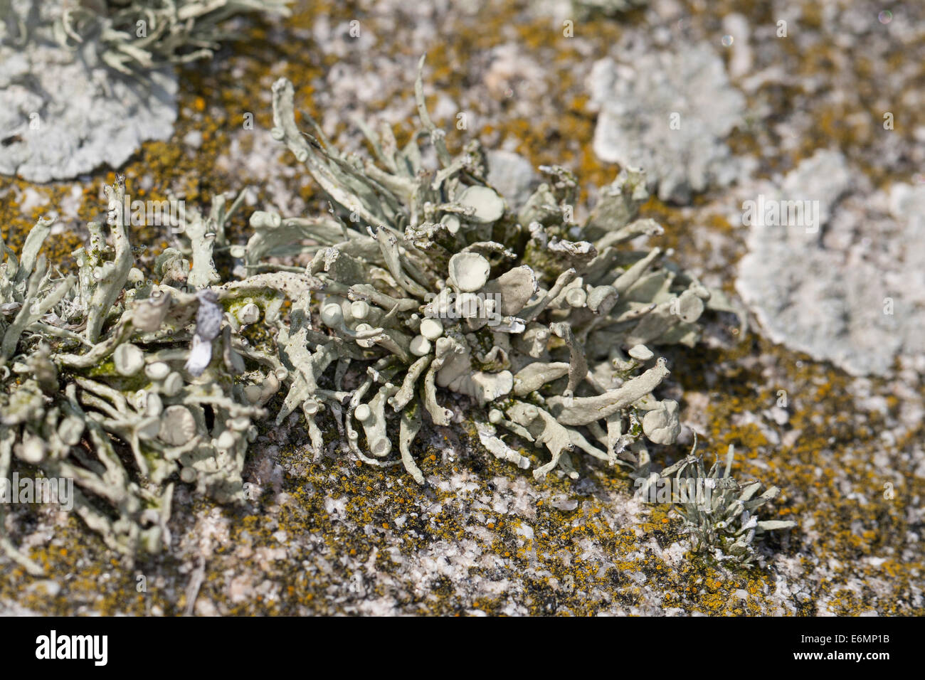 Sea Ivory Lichen on rocks and stone walls on coastland, Grüngraue ...