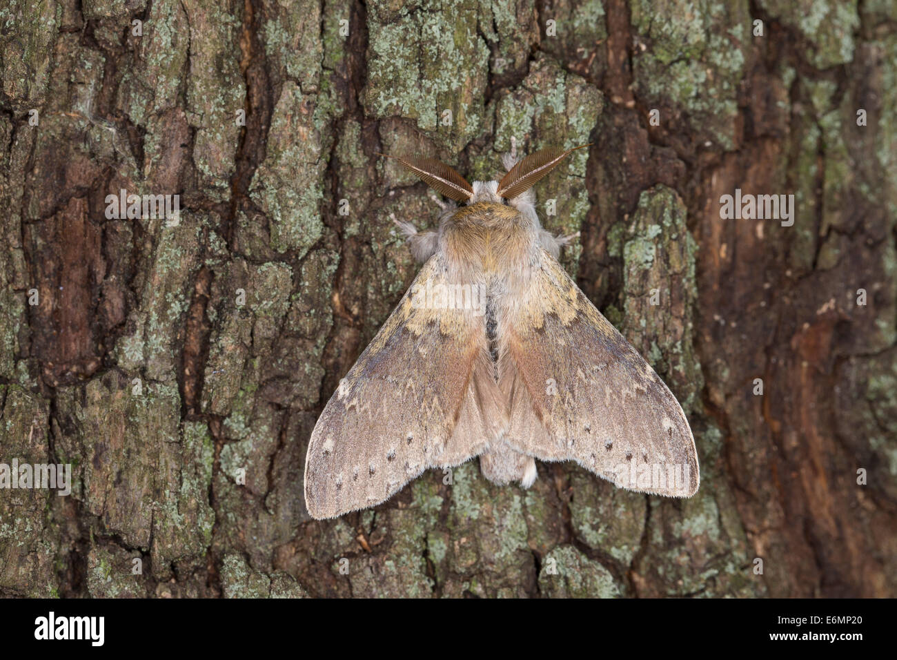 Lobster moth, Buchen-Zahnspinner, Buchenspinner, Buchen-Spinner ...