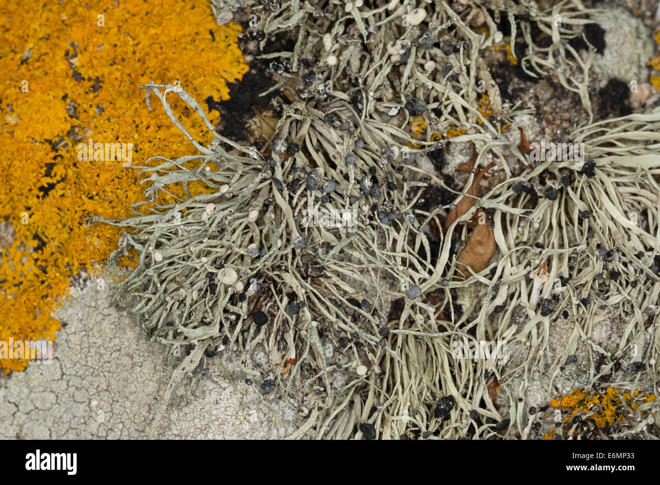 Sea Ivory Lichen on rocks and stone walls on coastland, Grüngraue ...