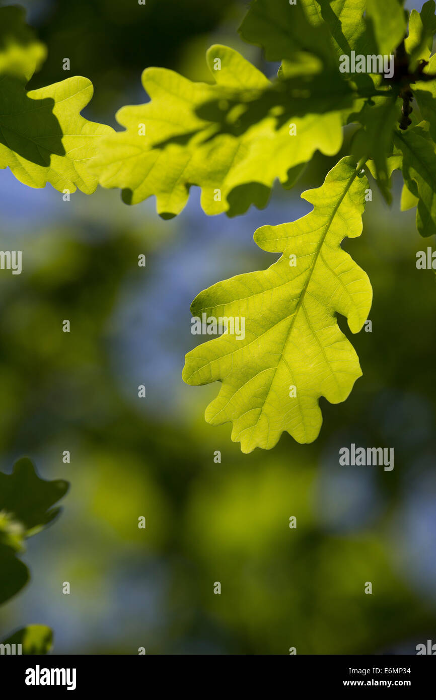Eichenblatt High Resolution Stock Photography and Images - Alamy
