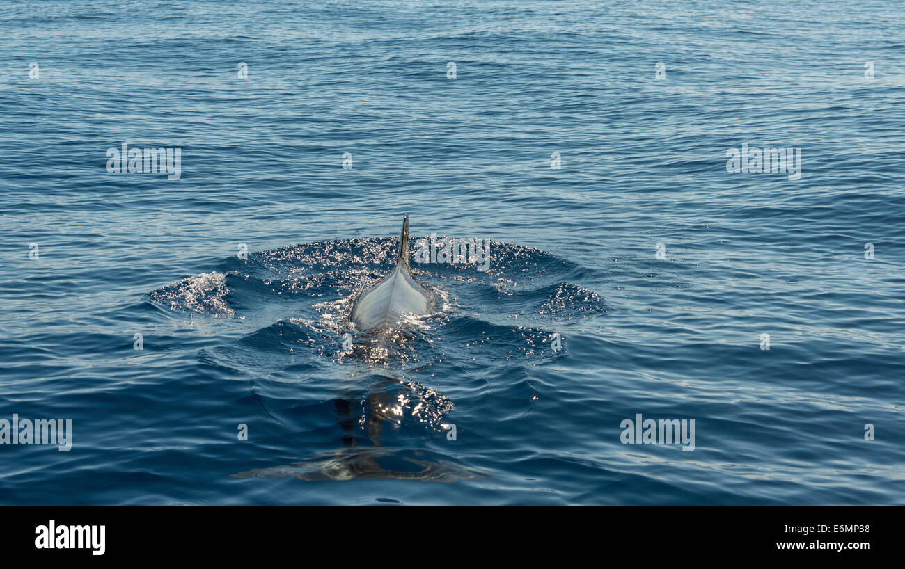 Pilot Whale (Globicephala) emerging from water, Canary Islands, Spain ...