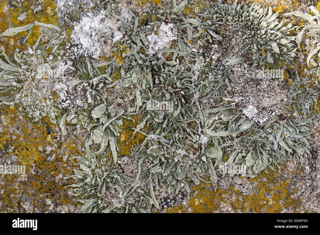 Sea Ivory Lichen on rocks and stone walls on coastland, Grüngraue ...