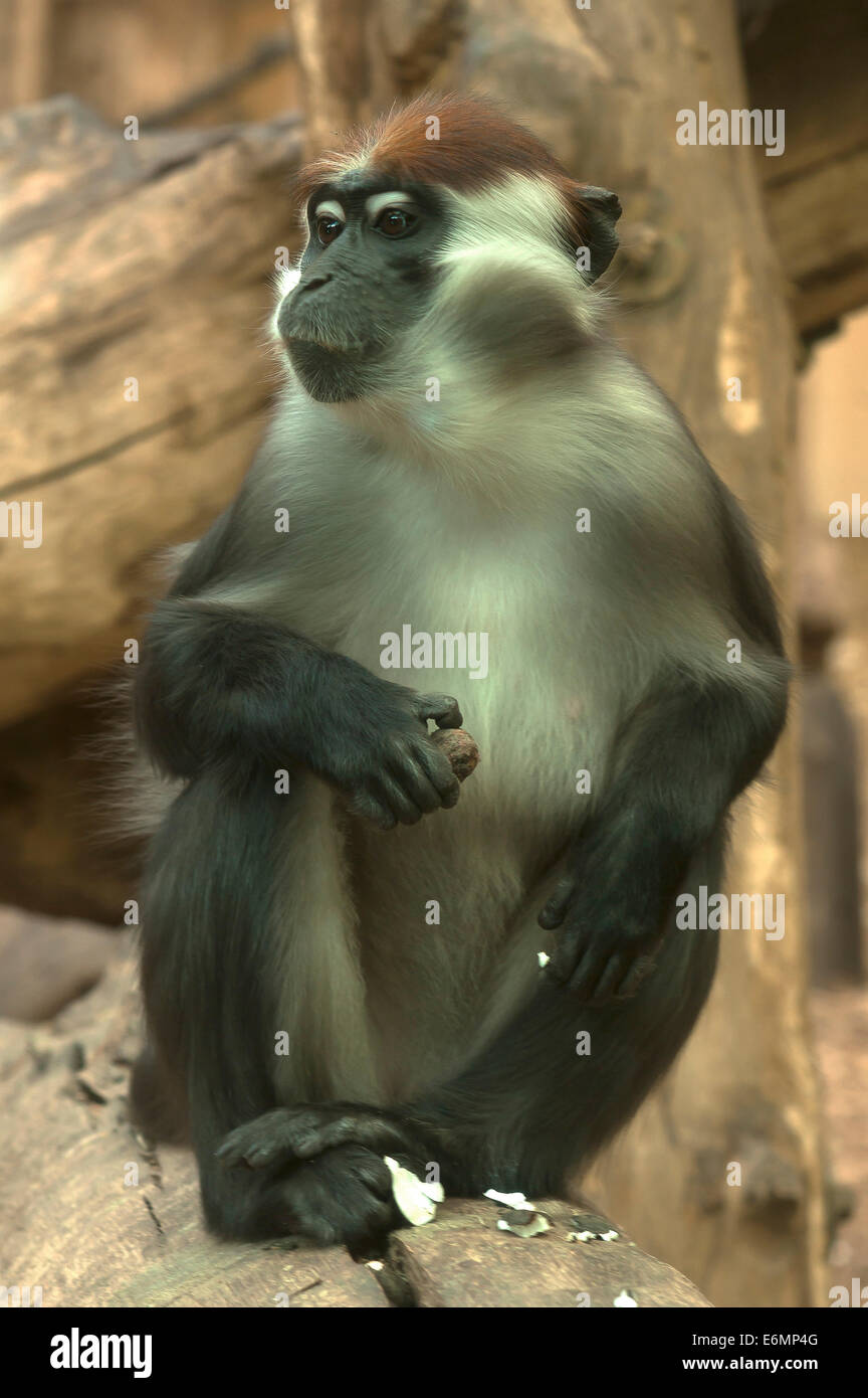 Red-capped Mangabey or Collared Mangabey (Cercocebus torquatus ...